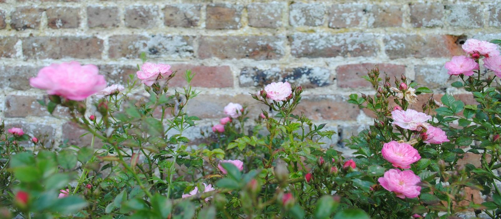 Garden Tours of Ireland